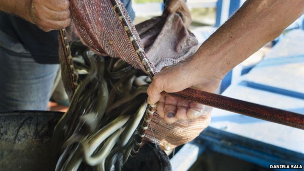 The last eel catcher of Rome - BBC News