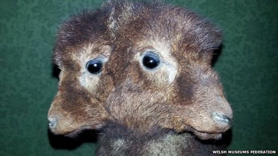 Museum trawl unveils two headed lambs and holy rhubarb - BBC News