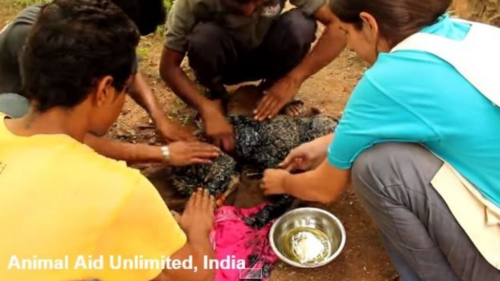India dog stuck in tar pit rescued - BBC News