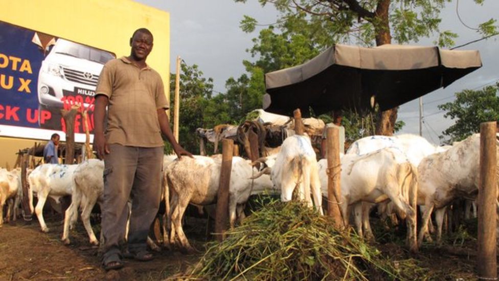 Why I always buy injured sheep - BBC News