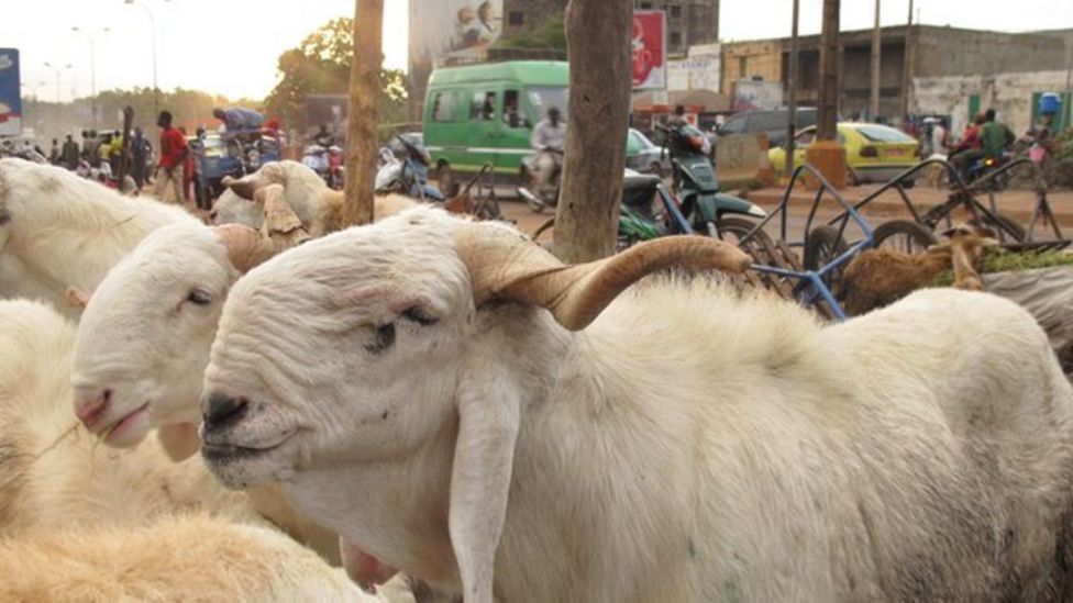 Why I always buy injured sheep - BBC News