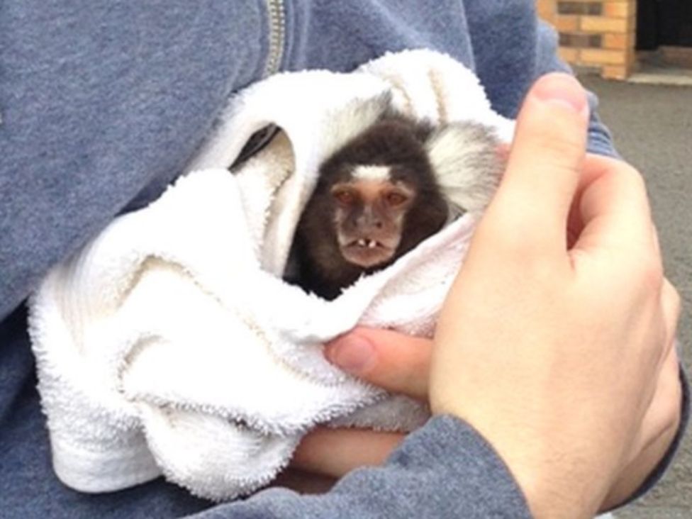 Stubborn monkey Joey returns to owners - BBC News