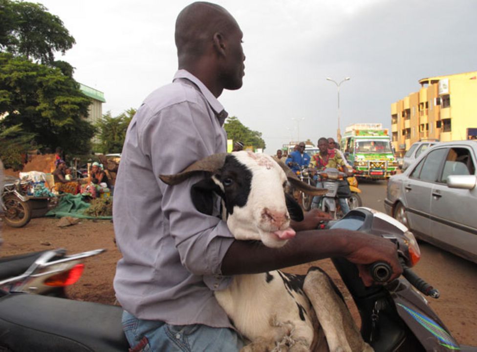 Why I always buy injured sheep - BBC News