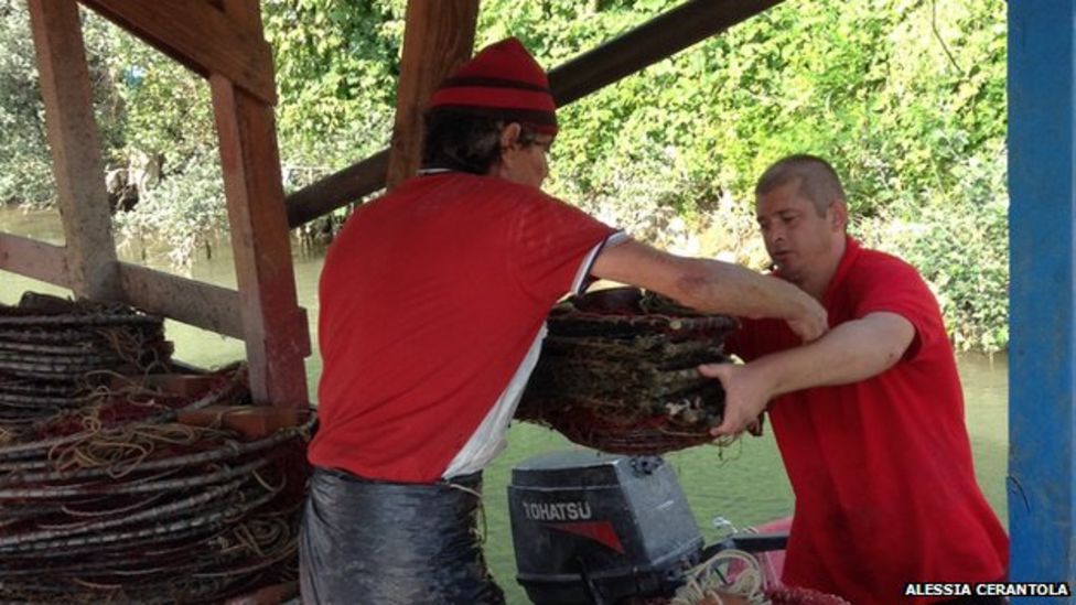 The last eel catcher of Rome - BBC News