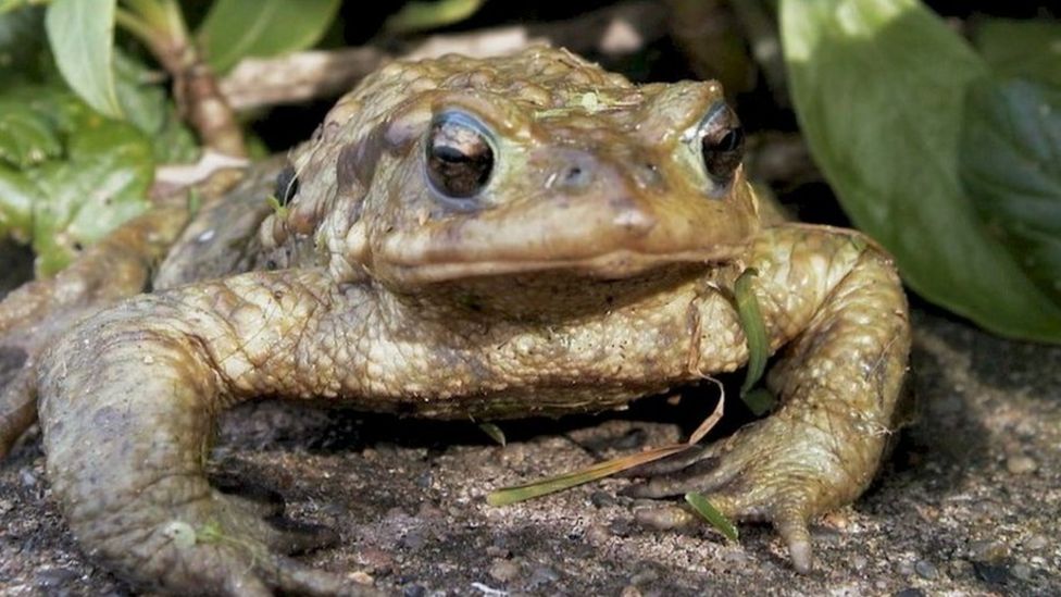 Peterborough Nene toad in the bowl toilet rescue - BBC News