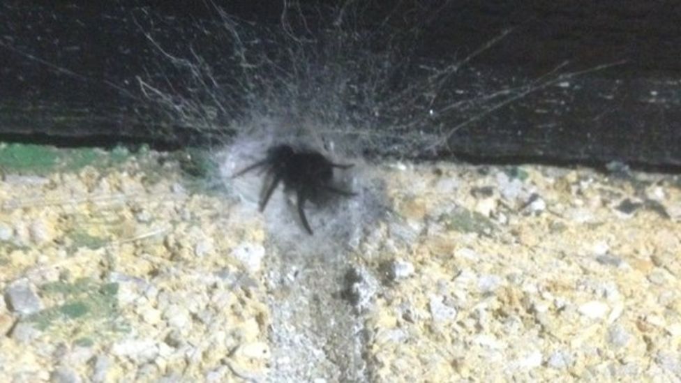 Hundreds of tube spiders invade Cardiff family's garden - BBC News