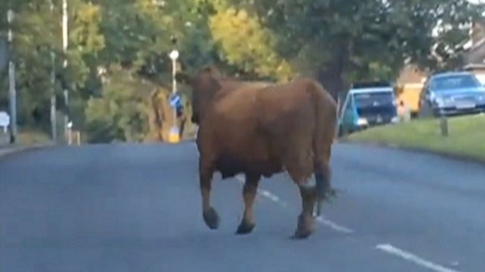 Suffolk Show 'spooked' cow breaks loose in public area - BBC News