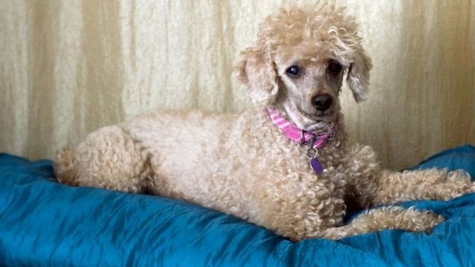 Microsoft fixes '19-year-old' bug with emergency patch - BBC News