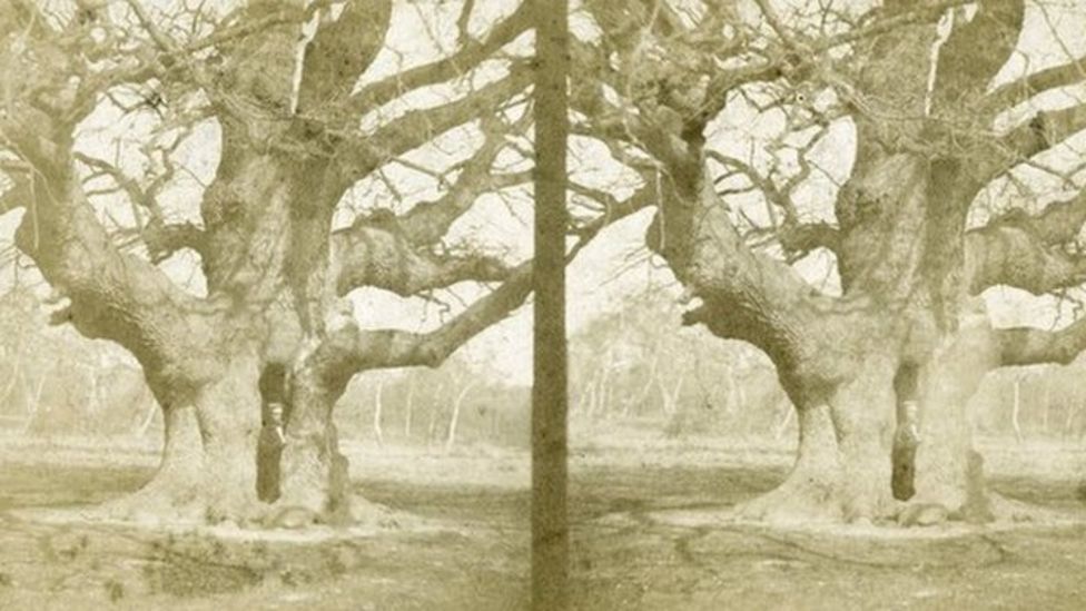 Branching out: Major Oak aims to win 'Eurovision for trees' - BBC News