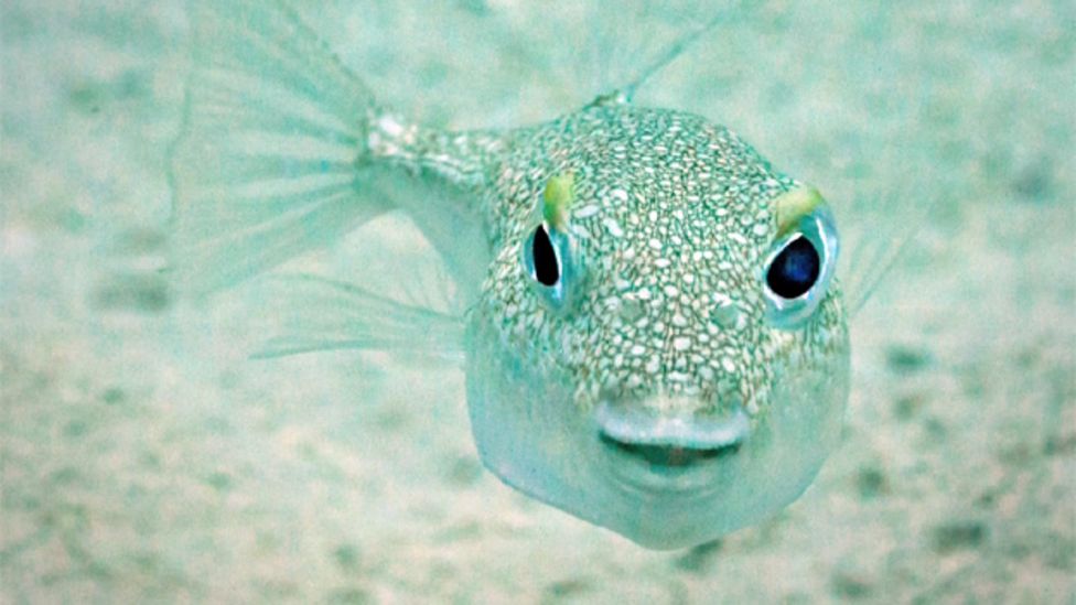 David Attenborough early wildlife films to screen in colour - BBC News