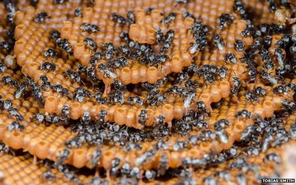 Aussie bees fight 'hive wars' - BBC News