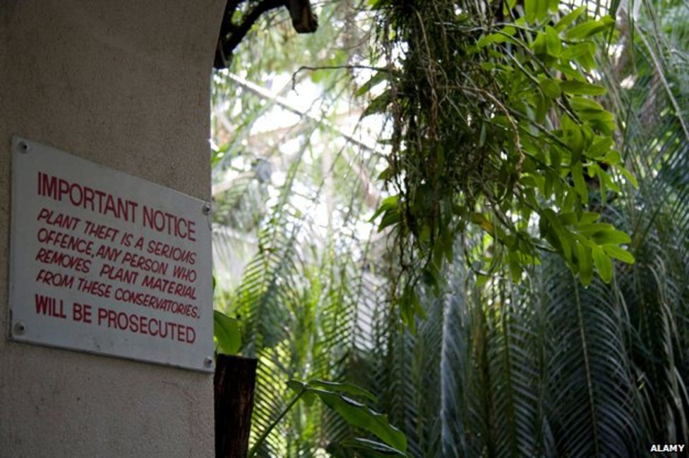 The high-stakes world of rare-plant theft - BBC News