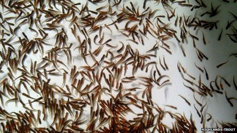 Trout farming in land-locked Lesotho is an export success - BBC News