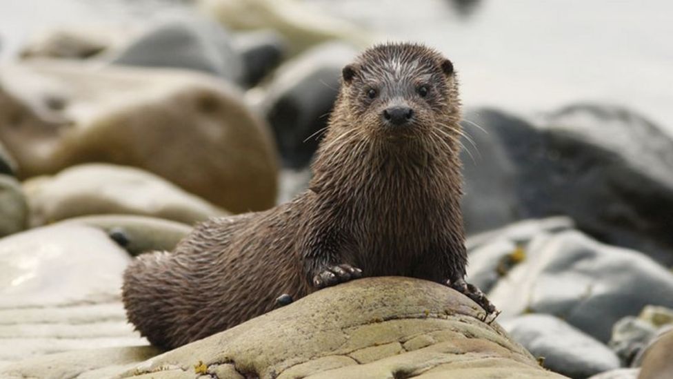 Otter spotted in Japan for first time in 38 years - BBC News