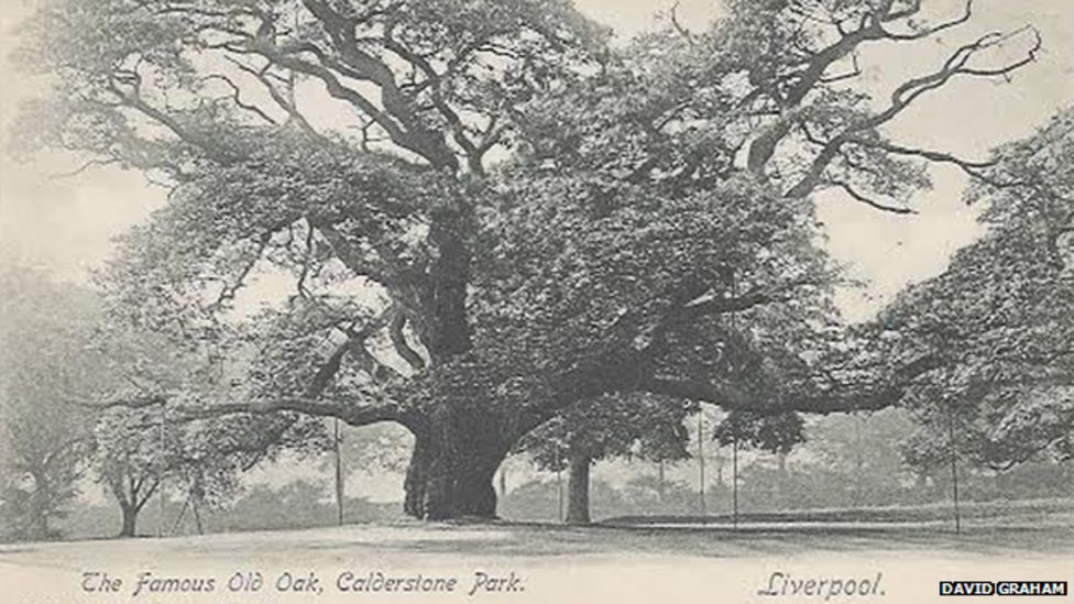 The Allerton Oak: Legends of Liverpool's 1,000-year-old tree - BBC News