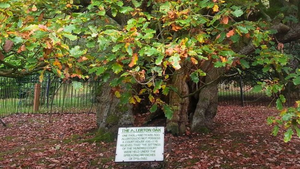 The Allerton Oak: Legends of Liverpool's 1,000-year-old tree - BBC News