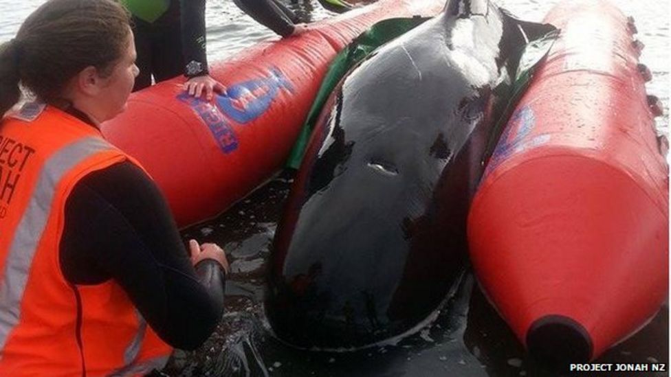 Rescued New Zealand pilot whales die after second stranding - BBC News