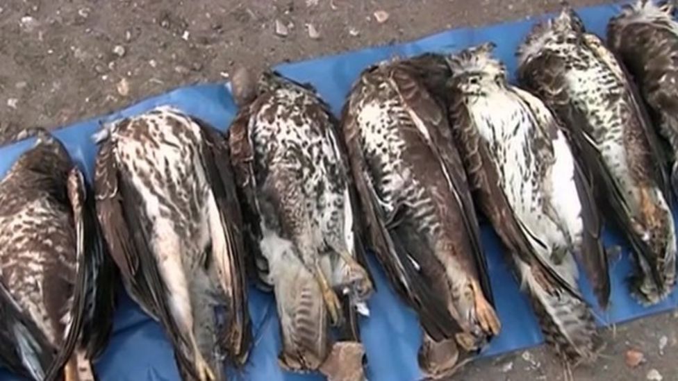 'Worst' bird of prey poisoner Allen Lambert given suspended sentence ...