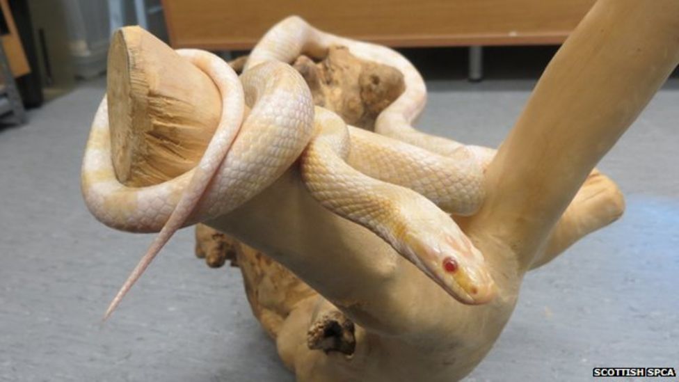 Scottish SPCA centre takes in record number of snakes - BBC News
