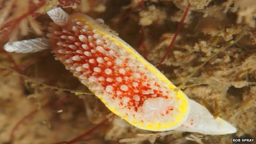 'Spectacular' rare sea slugs found on Pembrokeshire coast - BBC News