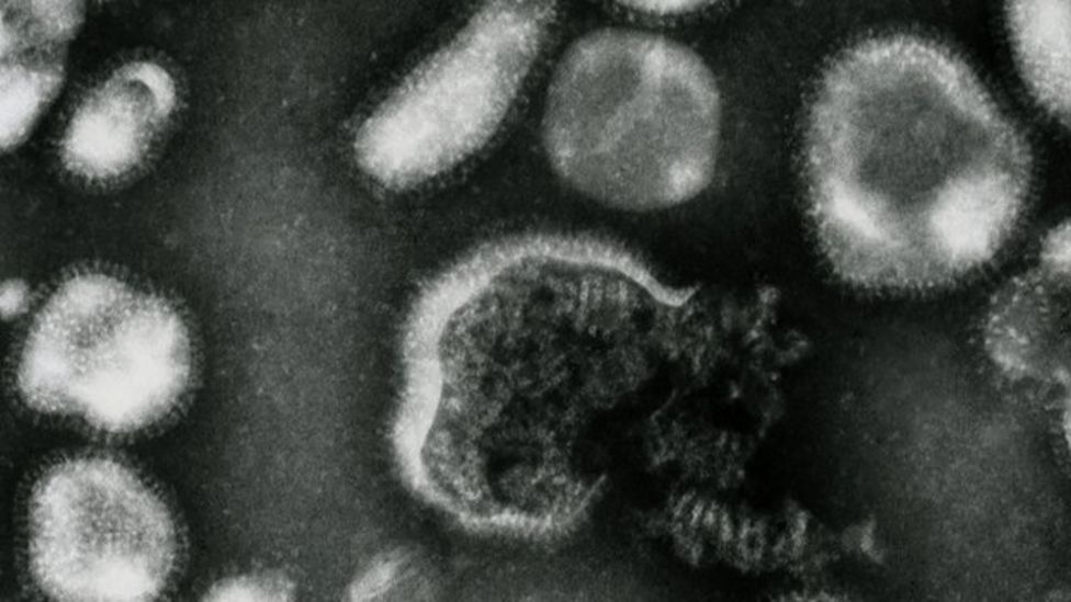 Bird flu: What threat to humans? - BBC News