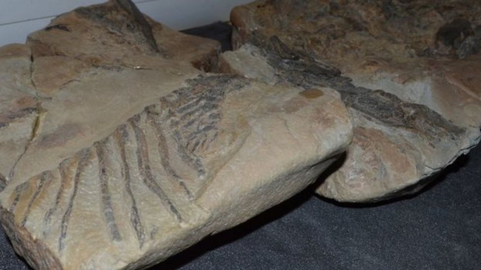 First Calamosaurus fossil find on Isle of Wight for almost 140 years ...