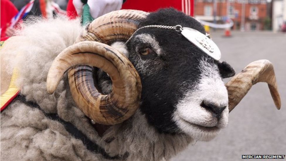 Army sheep switches on town’s Christmas lights - BBC News
