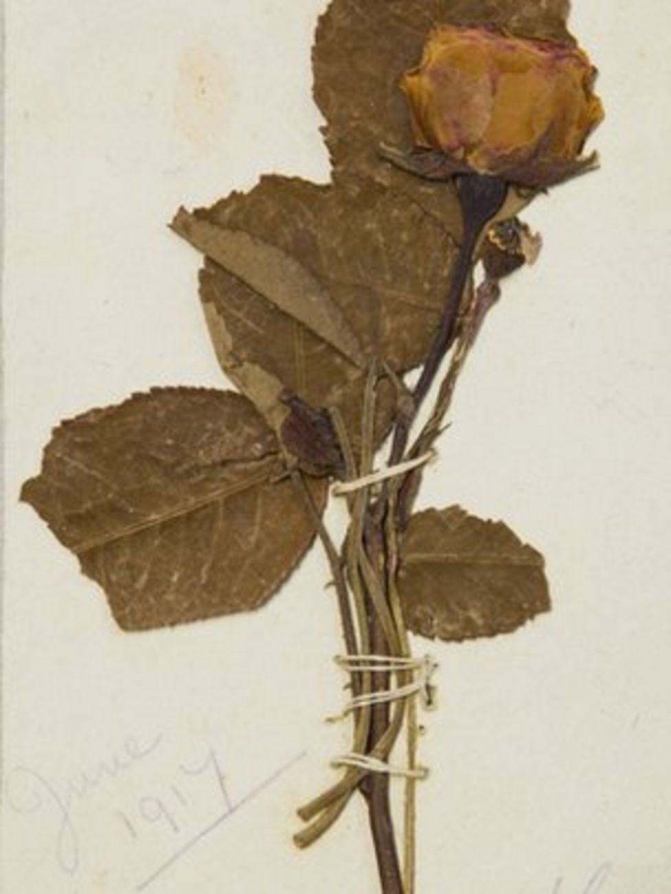 WW1 western front battlefield rose sold for £3,600 at auction - BBC News