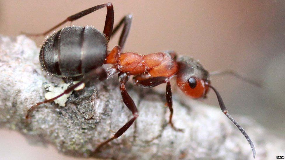 Bugs life: In the lair of the wood ant eating spider - BBC News