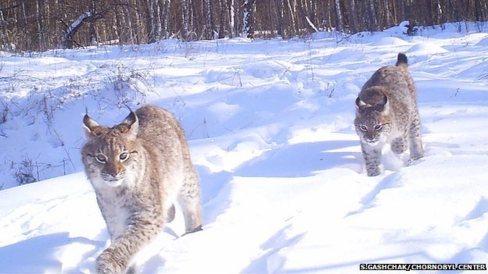 Brown bears return to Chernobyl after a century away - BBC News