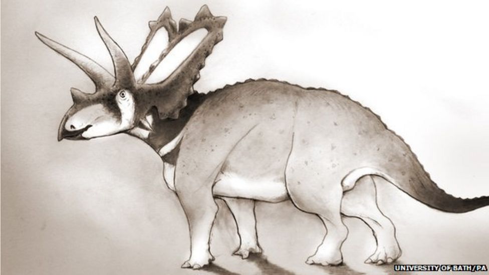 New horned dinosaur species identified from museum's fossils - BBC News