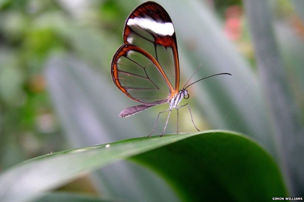 Your pictures: Insects - BBC News