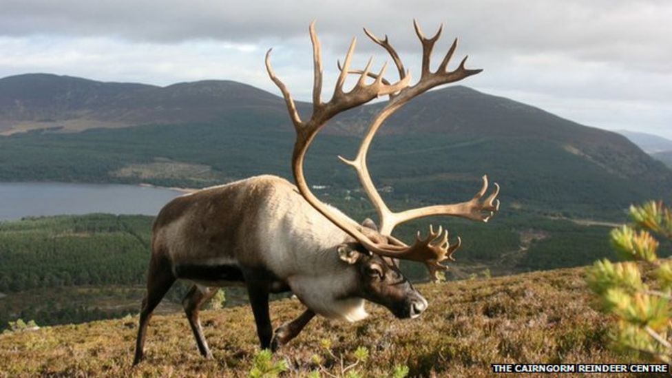 Santa's crew: Should reindeer be used in Christmas displays? - BBC News