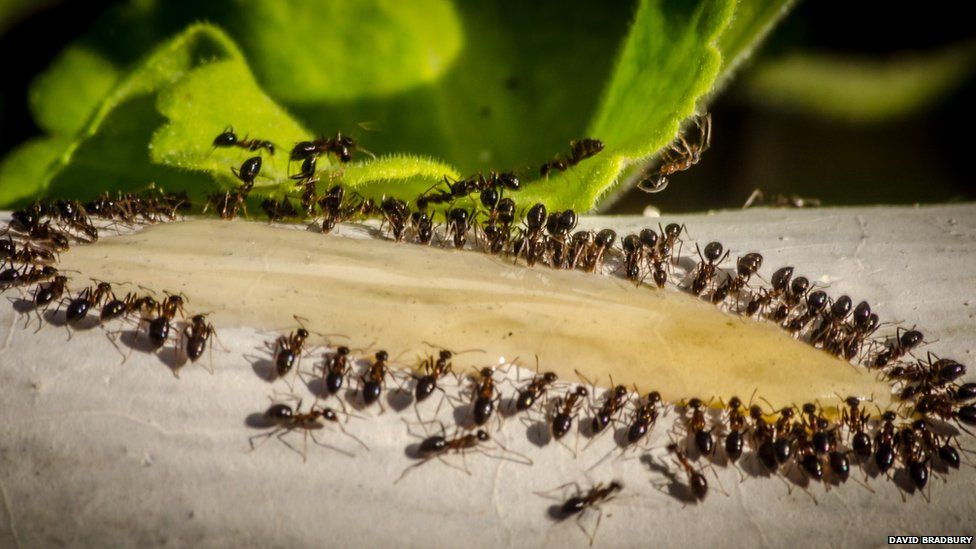 Your pictures: Insects - BBC News
