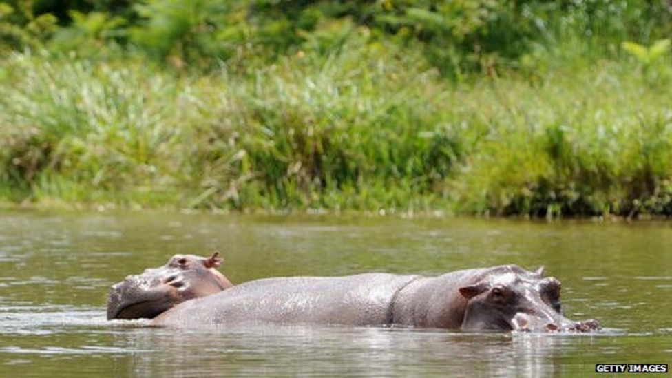 Colombian elephant gets tusk-saving surgery - BBC News