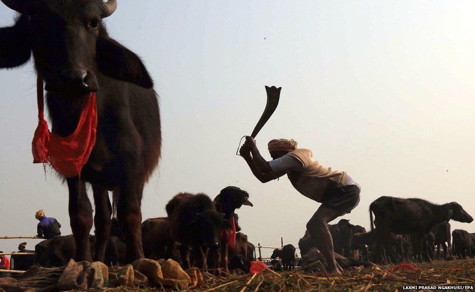 In pictures: Hindu animal sacrifice festival in Nepal - BBC News