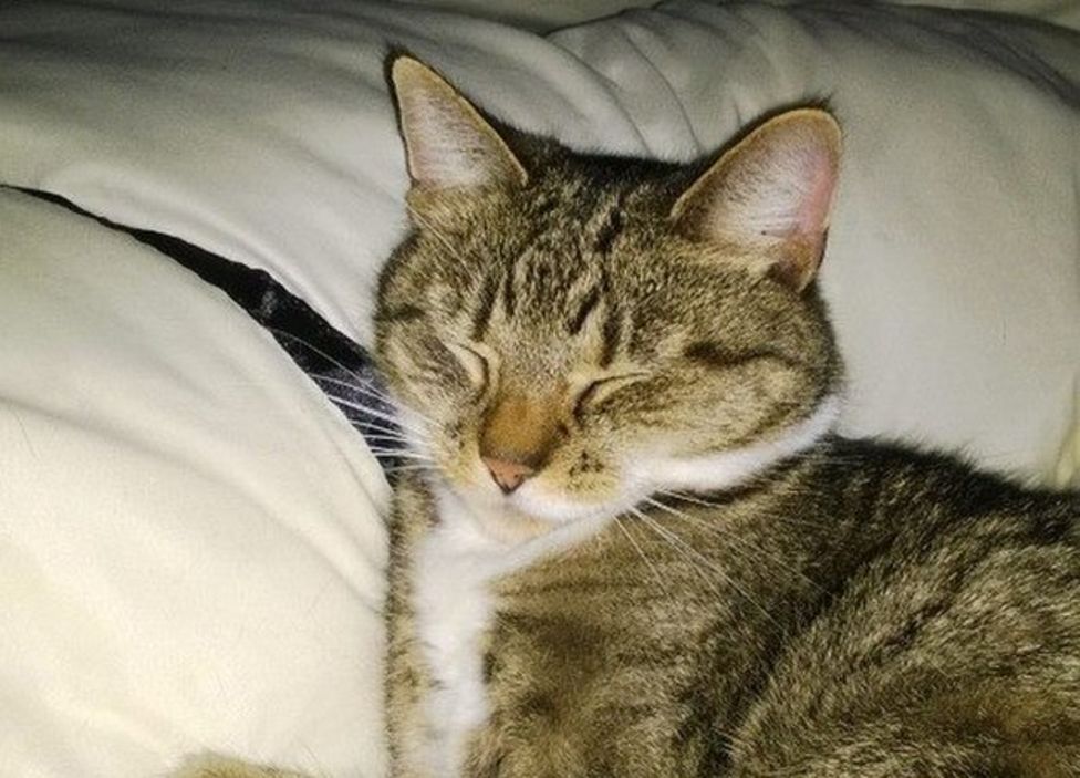 MPs to debate antifreeze cat poisoning deaths - BBC News