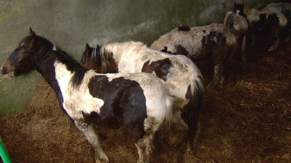Men jailed for cruelty against horses in one of 'worst cases ...