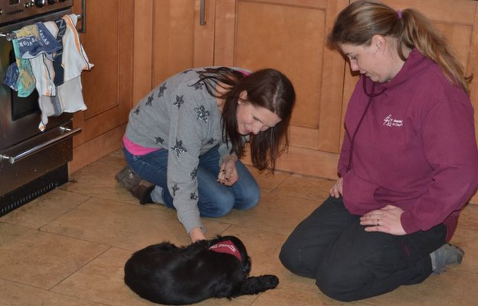 Meet Aster: The first Hearing Dog to be trained entirely in Scotland ...