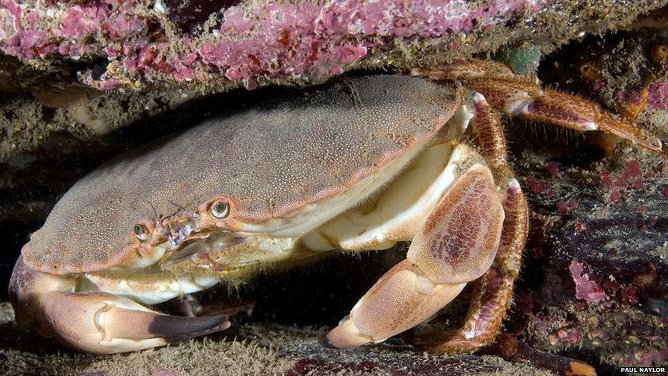 Paul Naylor scoops award for revealing 'beauty' of seas - BBC News
