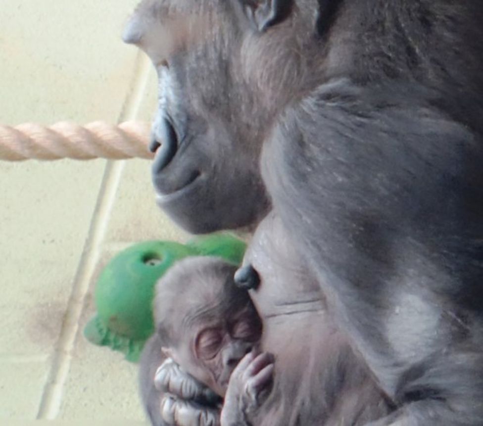 Baby gorilla from endangered species born at London Zoo - BBC News