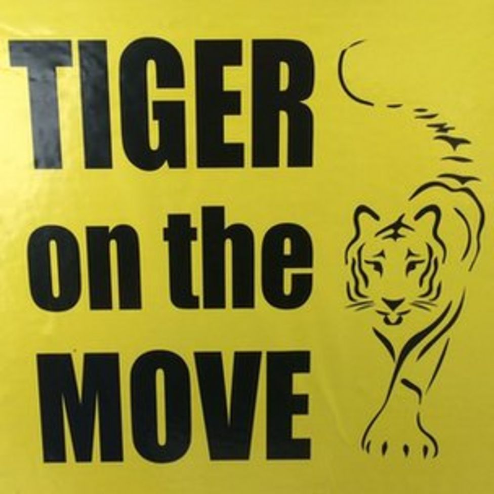 The tiger who flew halfway across the world for a better life - BBC News