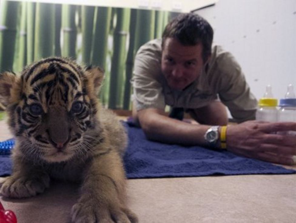 The tiger who flew halfway across the world for a better life - BBC News