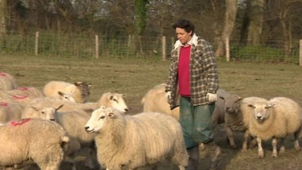 Offham farmer's sheep mauled in fourth dog attack - BBC News
