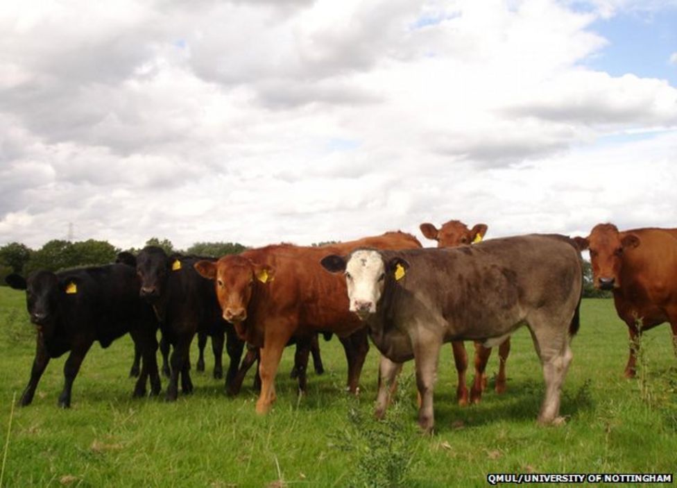 Cow researchers find meanings behind moos - BBC News