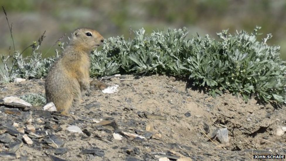 Arctic ground squirrels unlock permafrost carbon - BBC News
