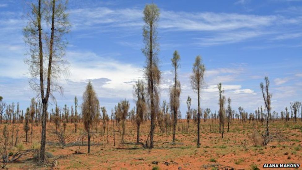 The day the Pintupi Nine entered the modern world - BBC News