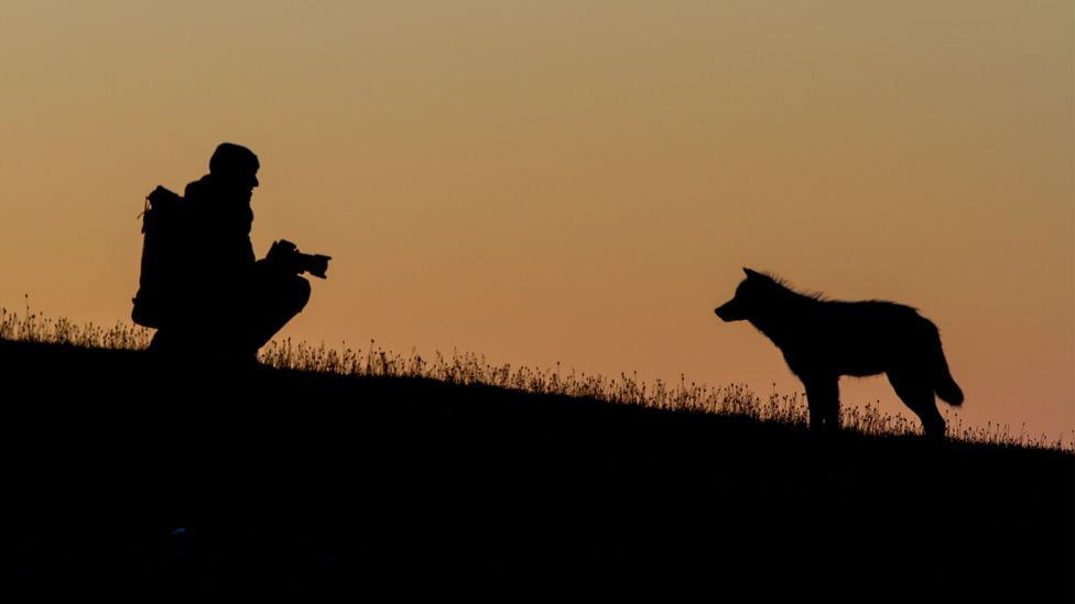 Wolf pack sighting could signal comeback in California - BBC News