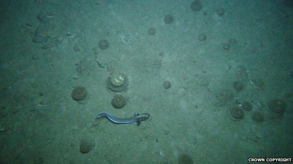 Deep-sea sponge reef found at site of extinct volcano - BBC News
