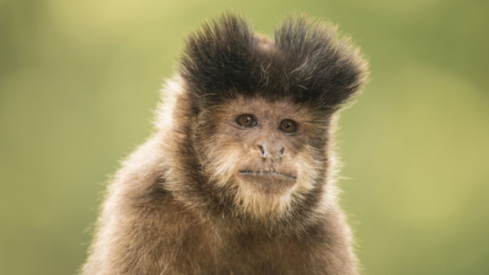 A Point of View: The pursuit of happiness - BBC News